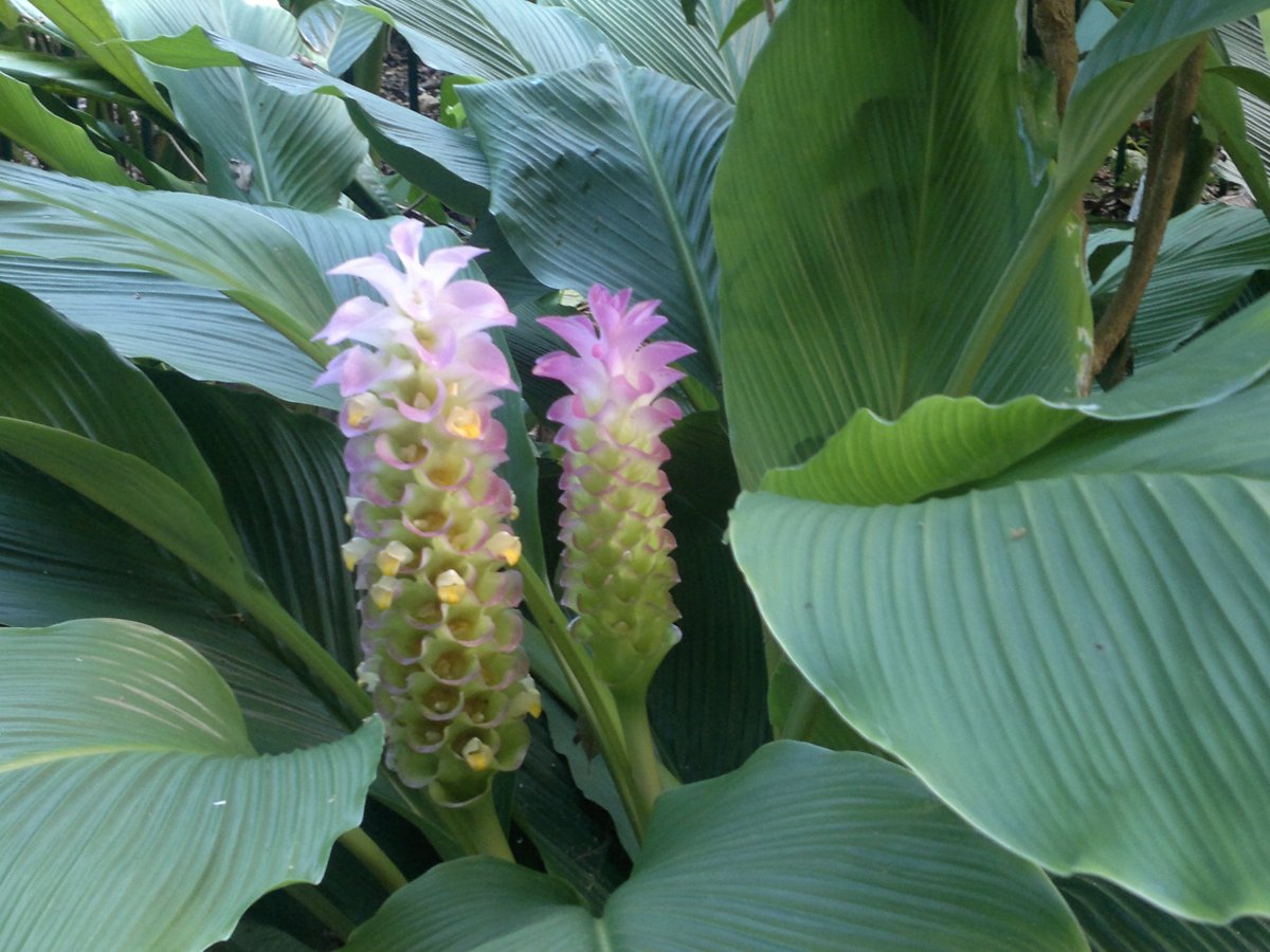 Growing a Multicultural Mindset – Human-Centered Learning